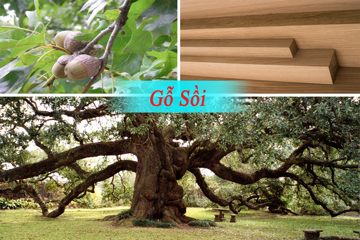 Gỗ sồi có tốt không? Có nên lựa chọn đồ nội thất bằng gỗ sồi?